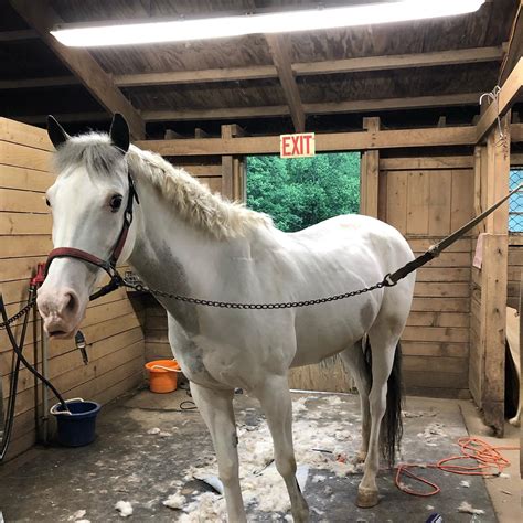 On This Episode Of Lesson Ponies Gettin Perfectly Equine