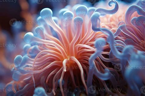 Closeup Of Single Coral Polyp Showcasing The Mesmerizing Patterns And