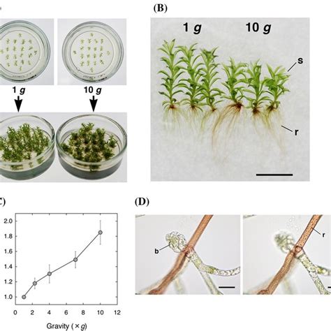 Physcomitrium Patens Grown In A Normal Environment And A Hypergravity Download Scientific