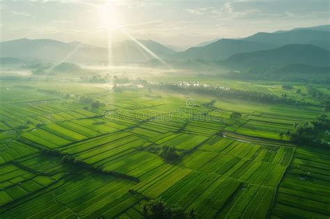 Bird S Eye View Of Agricultural Cultivated Seeded Fields Rice Farmland In The Rays Of The