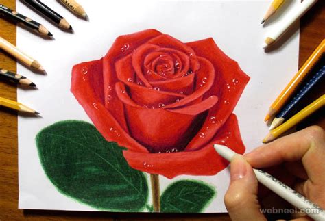 Rose Flower Color Pencil Drawing Best Flower Site