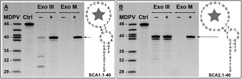 Figure 2 From Tuning Biosensor Cross Reactivity Using Aptamer Mixtures Semantic Scholar