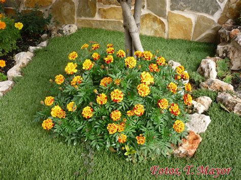 Flores Y Plantas Silvestres Tagetes Erecta Tagetes Patula