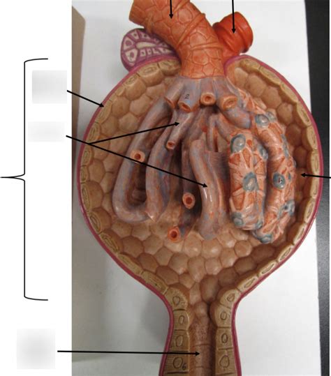 Glomerulus Diagram Quizlet