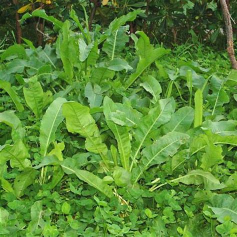 10 Edible Spring Weeds The Kitchn