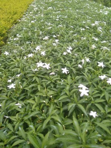 White Natural Mini Tagar Plant For Plantation Packaging Type Loading