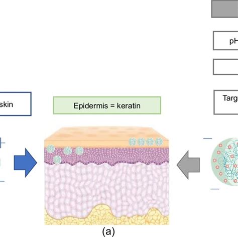 Illustration Of The Interaction Of Eudragit® Nanoparticles Depending On