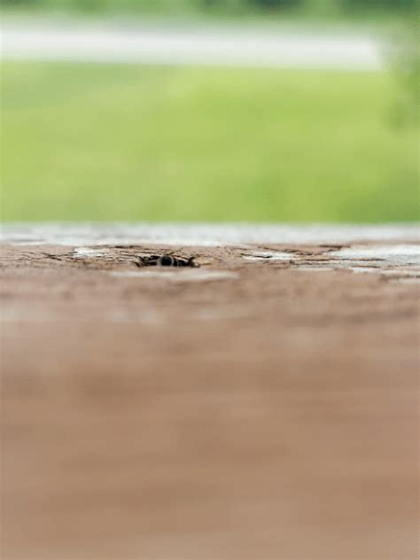 Leafcutter Bee In Action R Insect