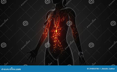 The Female Lymphatic System Anatomy Royalty Free Stock Image 294854746