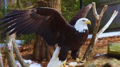 Unveiling The Surprising Truth Do All Bald Eagles Have White Heads