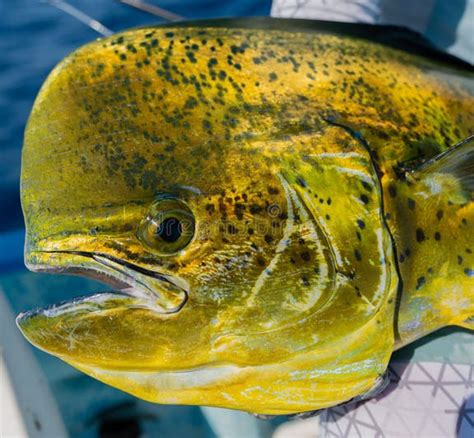 Large Yellow Common Dolphinfish Coryphaena Hippurus Caught By A