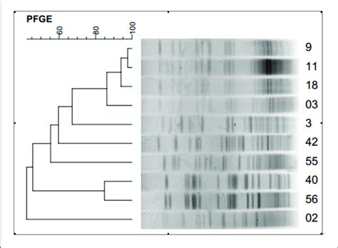 Dendrogram Showing Pulsed Field Gel Electrophoresis Pfge Analysis