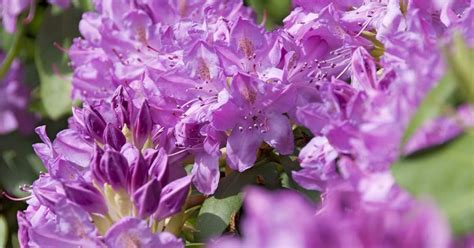 Siepi Fiorite Caratteristiche E Benefici Obi