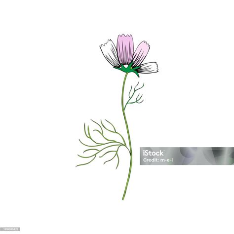 코스모스 꽃 코스메야 손으로 그린 낙서 꽃 코스모스 화려한 일러스트 야생 꽃 아스트라 인사말 카드 결혼 초대장 요소 패턴 화장품 포장 꽃집 가게 디자인 0명에 대한 스톡