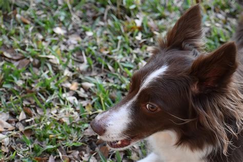 Border Collie Perro Mascota Foto Gratis En Pixabay Pixabay