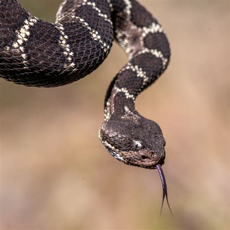 Rattlesnake Venom