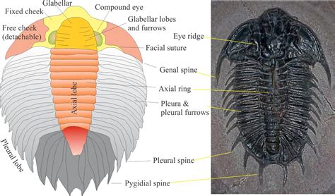 Trilobite