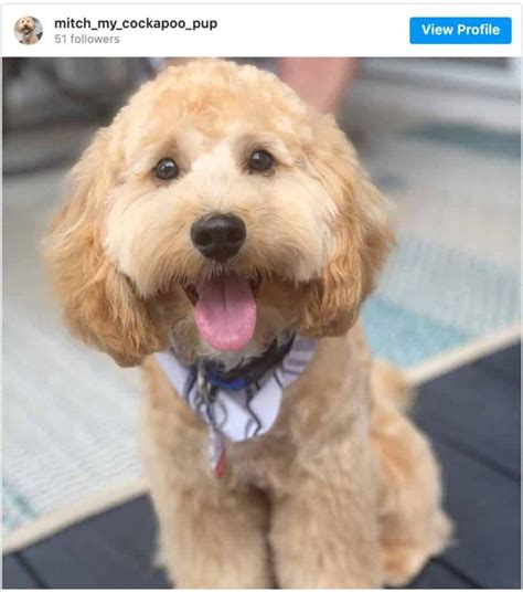 A Brown Dog Sitting On Top Of A Wooden Floor