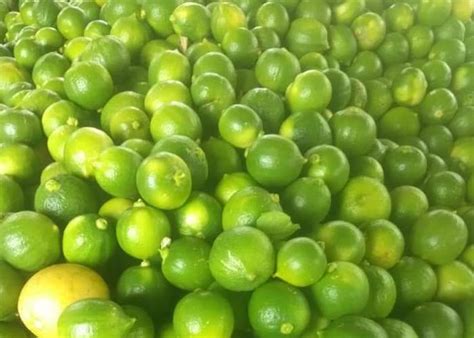 ကျောက်ဆည်မြို့နယ် ဆည်ကုန်းကျေးရွာတွင် သံပယိုစိုက်ခင်းများ အောင်မြင်ဖြစ