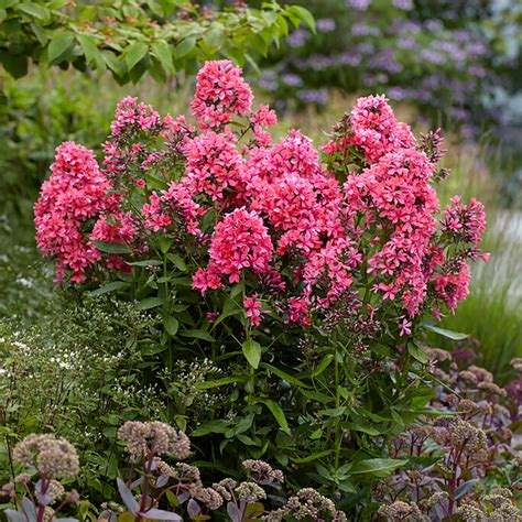 Phlox Tall Paniculata Cleopatra Plantcetera