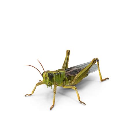 Leaves Grasshopper Lizard Snake Png Images And Psds For Download Pixelsquid