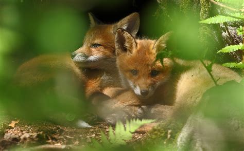Red Fox Cubs Birdforum