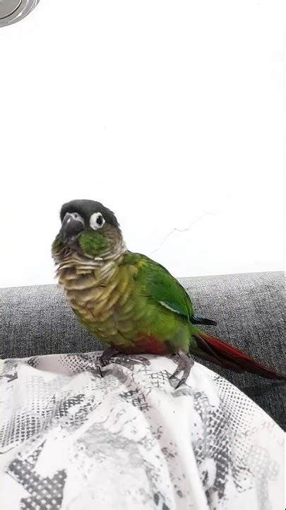 گرینچیک با سوت می رقصد 😂😂 Youtube