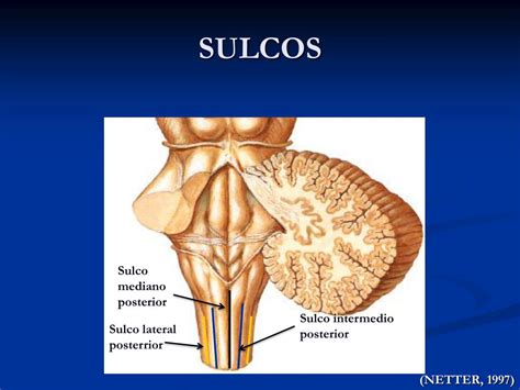 Ppt Anatomia Do Tronco Encefálico Powerpoint Presentation Free