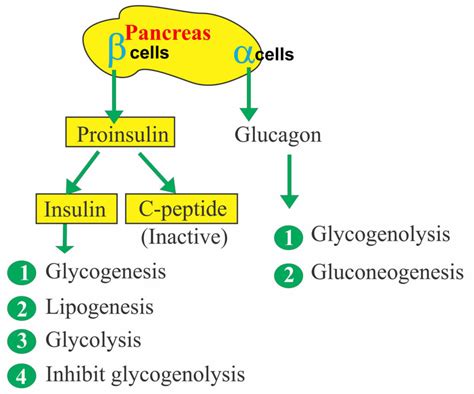 C Peptide Test C Peptide Range And Causes Of Elevated Or Low C Peptide Levels
