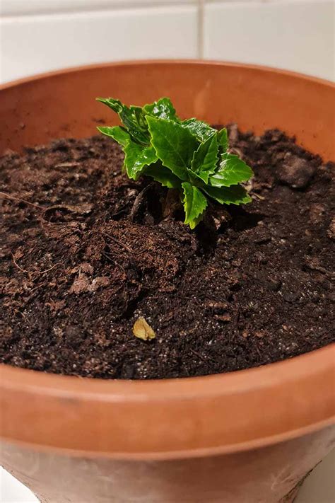 Grow Your Own Hydrangeas From Seed Aquimontecaseros