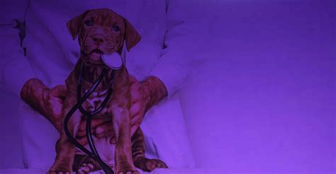 Doctorate In Animal Science Research In Livestock Health And Nutrition