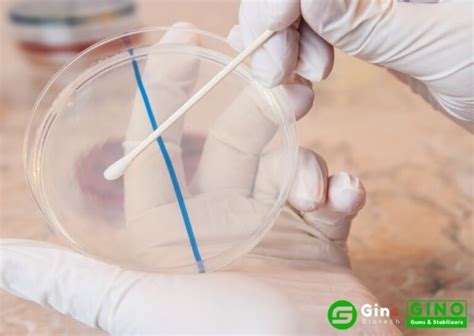 E Agar Vs Agarose Big Difference Between Agar And Agarose