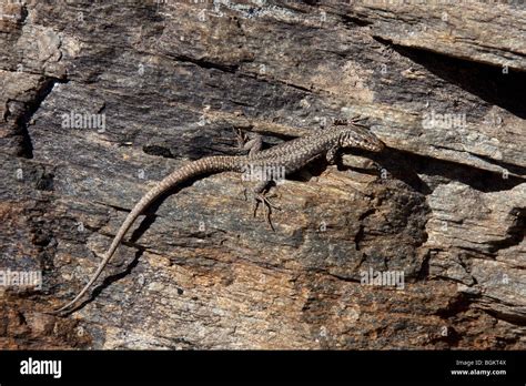 Common Wall Lizard Podarcis Muralis In Rock Face Gran Paradiso