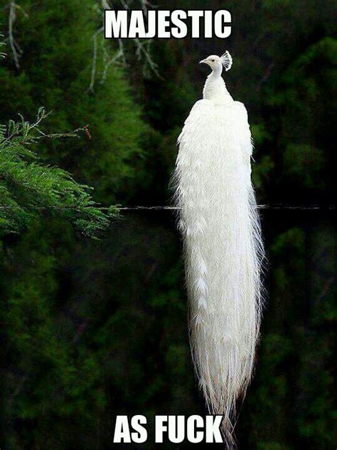 White Peacock Meme Subido Por Godofderp Memedroid