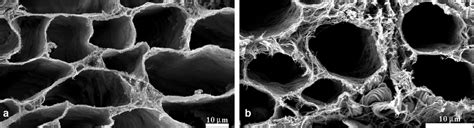 By Using Scan Electron Microscopy We Can Easily Visualize The Download Scientific Diagram