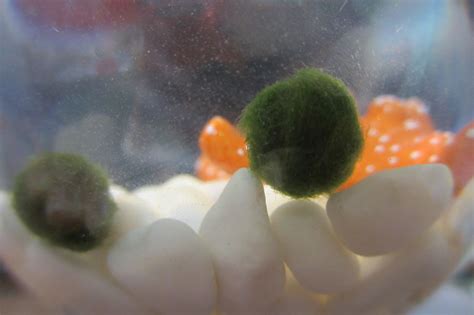 Marimo Care The 2 Little Marimo