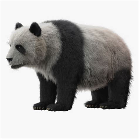 Panda 3d Models Download Free3d