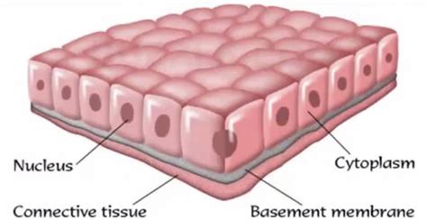 Epithelial Tissue Naming And Classifying Epithelial Tissue
