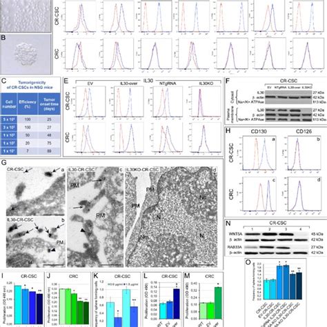 Regulation Of The Transcriptional Profile Of Crc Cells And Cr Cscs By