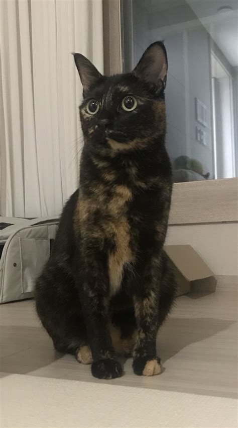 으네 Euneryu Twitter