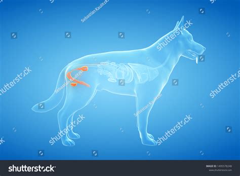 3d Rendered Anatomy Illustration Canine Genitals Stock Illustration