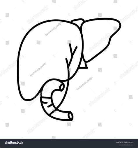 18 Vectores De Stock Y Arte Vectorial De Cholecystectomy Concept