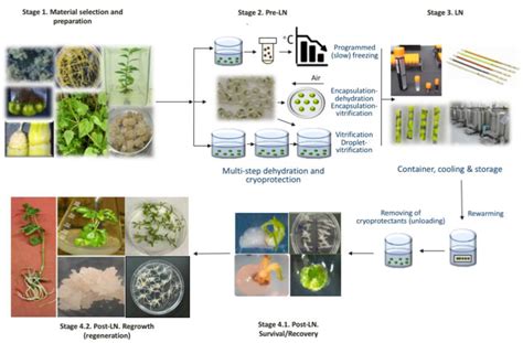 Schematic Illustration Of The Cryopreservation Process For In Vitro
