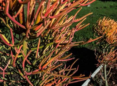 Pencil Cactus Propagation Guide 4 Effective Way To Propagate