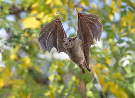 Fruit Bat Flying