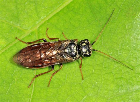 Acantholyda Atripes · Inaturalist