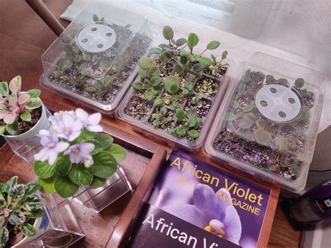Separating Seedlings From Nadeaus Rafricanviolets