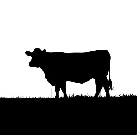 Cow Silhouette Clip Art 107312 Cow Silhouette Royalty Free Photos And