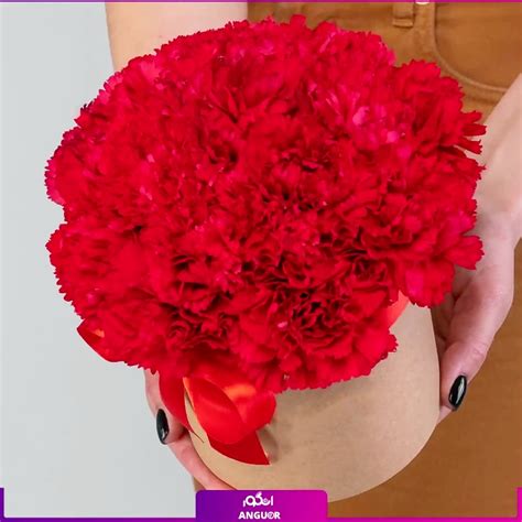 میدونستی گل میخک همیشه میخنده؟