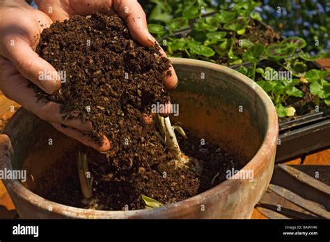 Close Up Hands Of Man Gardener Planting Lily Bulbs Filling With Compost In A Clay Plant Pot In